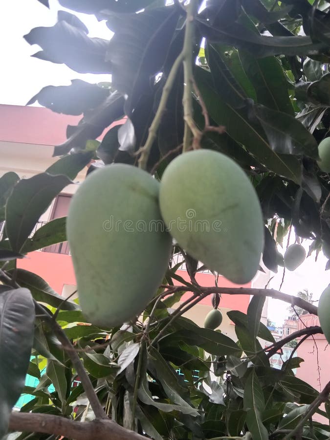 Mango Tree Leaf Green Closeup Stock Photo - Image of jungle, vegetable ...