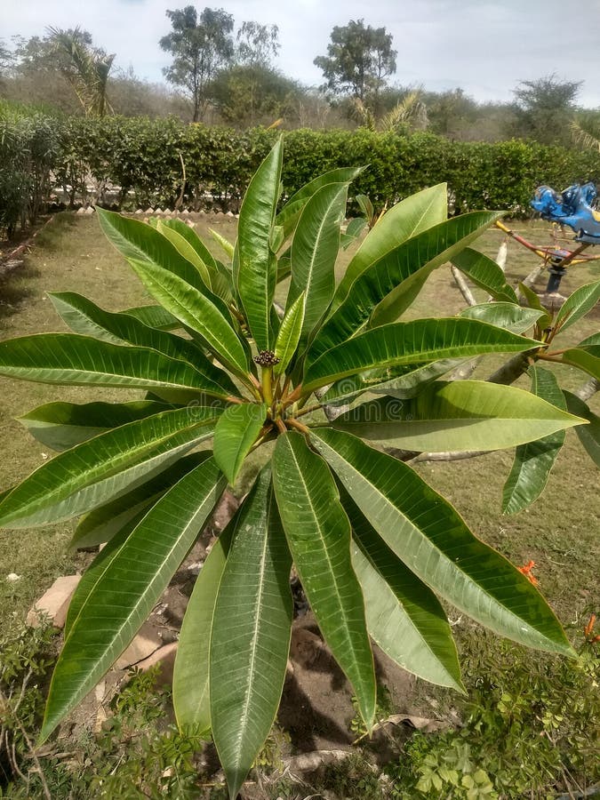 Mango tree leaf stock photo. Image of india, tree, colour - 140217778
