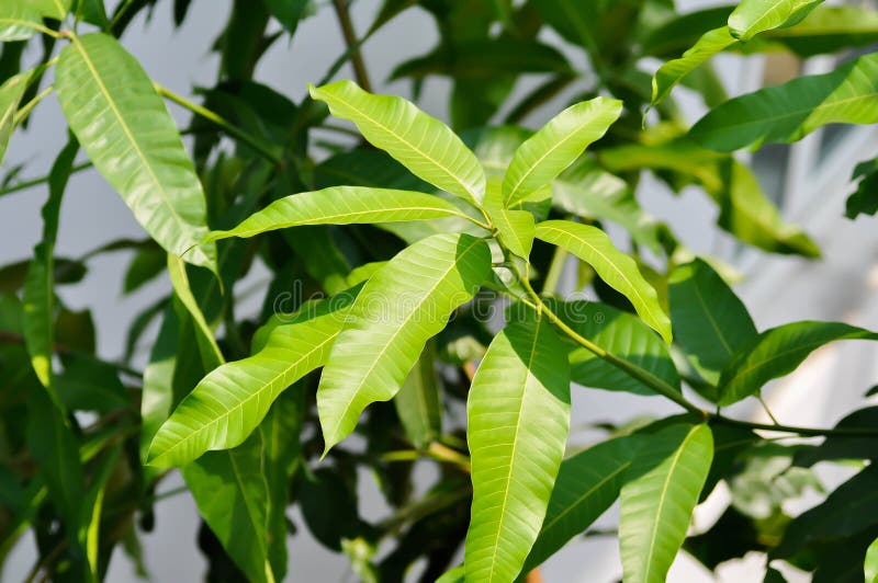Mango tree or mango leaf stock photo. Image of carpel - 317152574