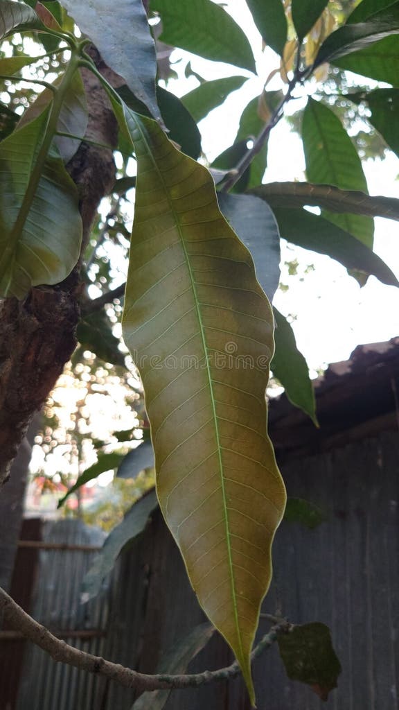 Mango Tree Leaf with Vintage Background Stock Photo - Image of tree ...