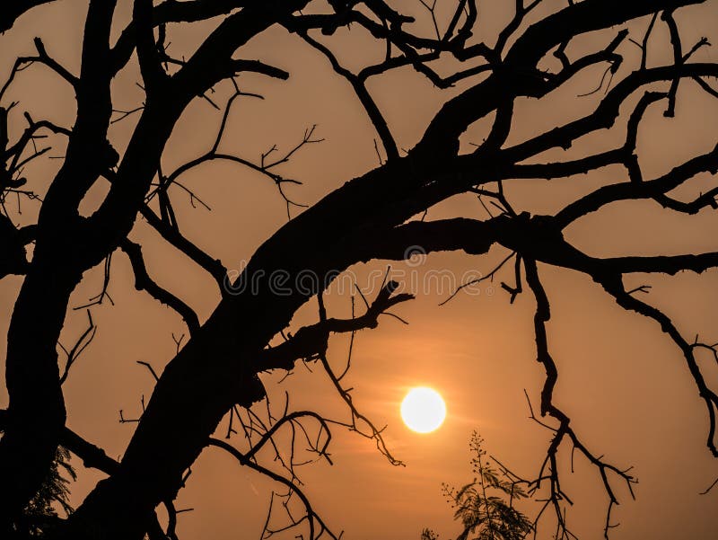 Mango Tree without Leaves Behind the Sunrise Stock Photo - Image of ...