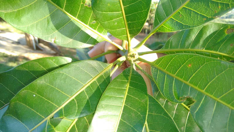 Mango tree stock photo. Image of plant, leaves, food - 71855316
