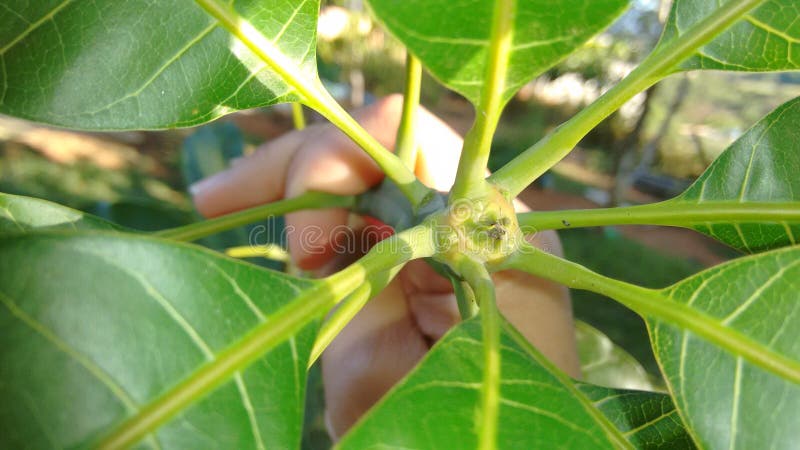 Mango tree stock image. Image of food, leaves, nature - 71855361