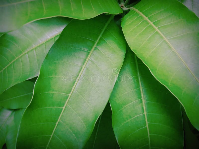 Close-up of Mango Tree Leaves Stock Photo - Image of leaves, copy ...