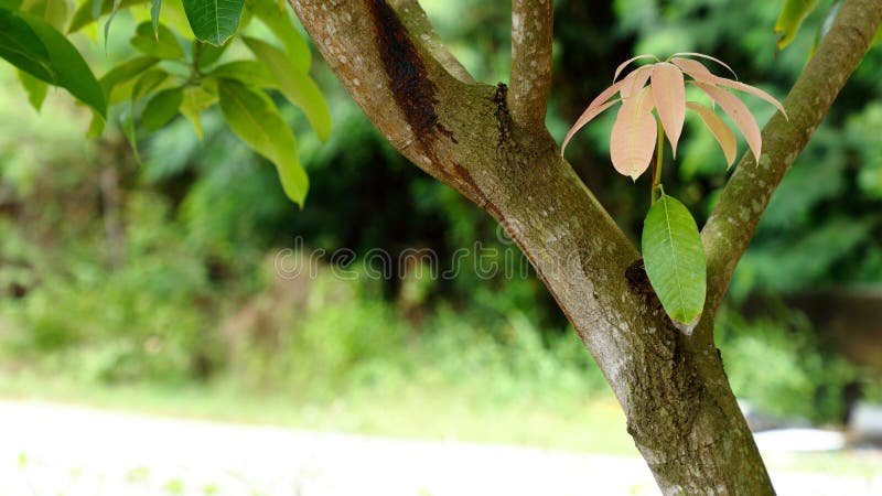 Mango tree leaves are pink stock photo. Image of foliages - 229465306