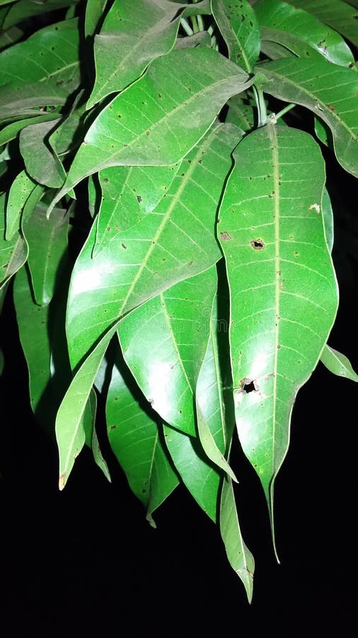 Shiny leaves stock image. Image of shiny, leaves, mango - 138912531