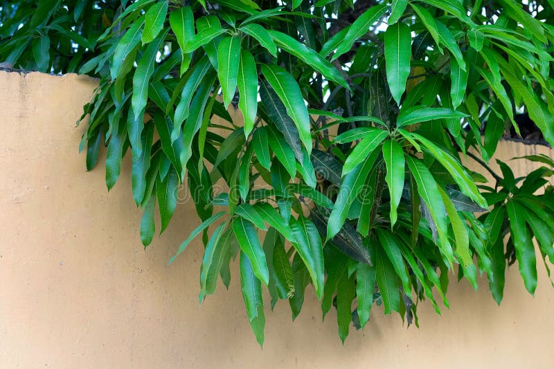 Mango Tree Leaves stock photo. Image of lush, plant - 268790742
