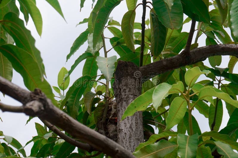 Mango Tree Leaves Under the Sky Stock Photo - Image of plant, twig ...