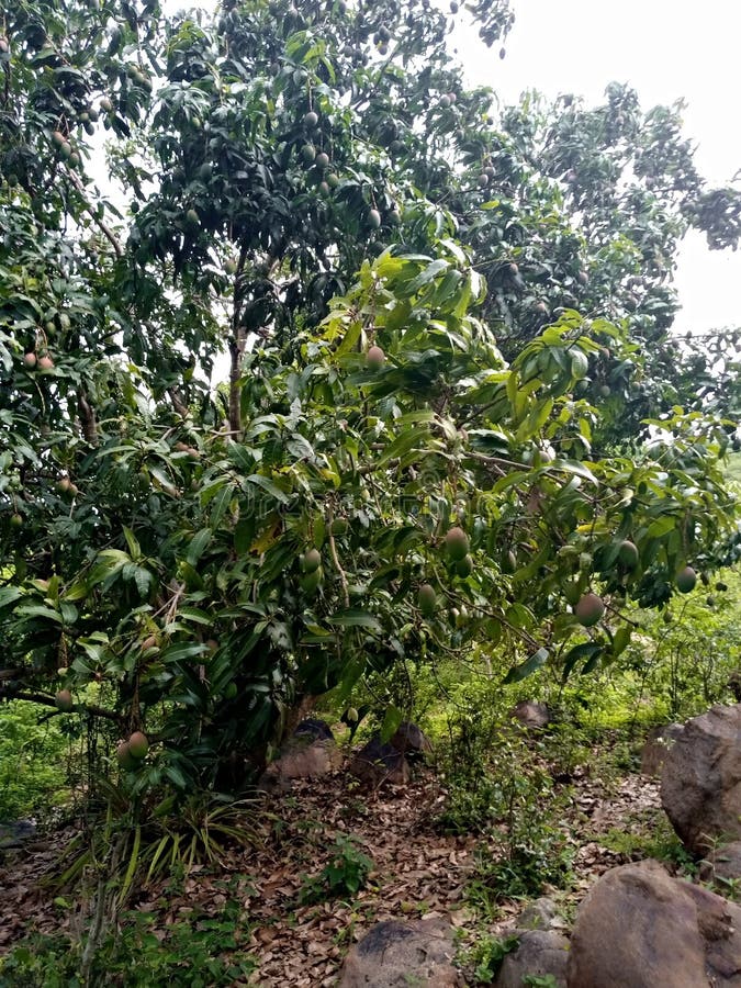 Mango tree look dope stock photo. Image of flower, berry - 180553430
