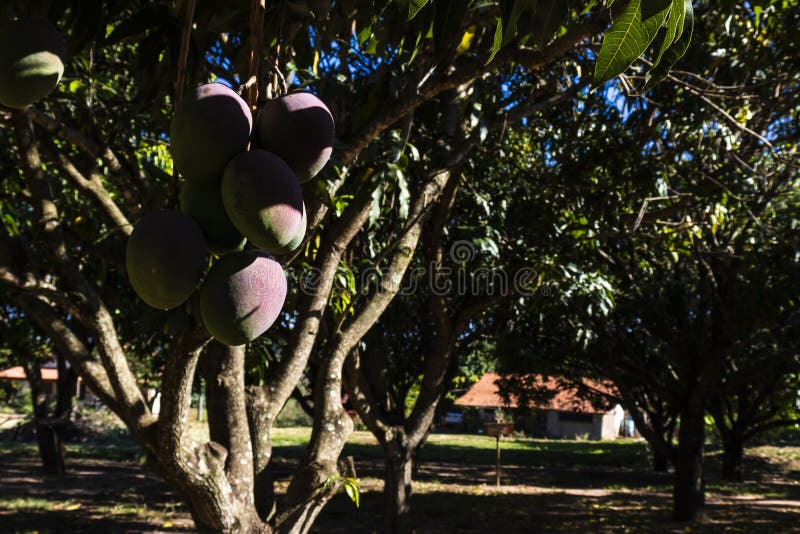 Mango Tree with Lots of Fruit on a Small Family Farm Stock Photo ...
