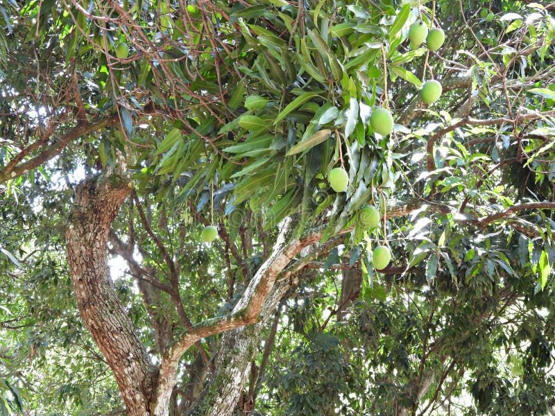 Mango Tree (Mangifera Indica) Stock Image - Image of florida, tree ...