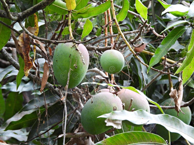 Mango Tree (Mangifera Indica) Stock Image - Image of food, bunch: 283993963