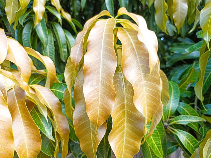 Mango Tree & X28;Mangifera Indica& X29; Shoots Stock Photo - Image of ...