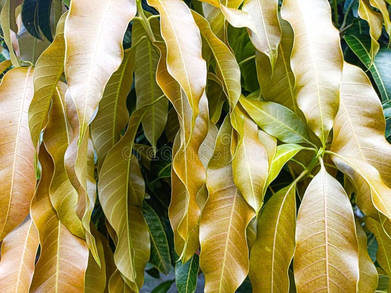 Mango Tree & X28;Mangifera Indica& X29; Shoots Stock Photo - Image of ...