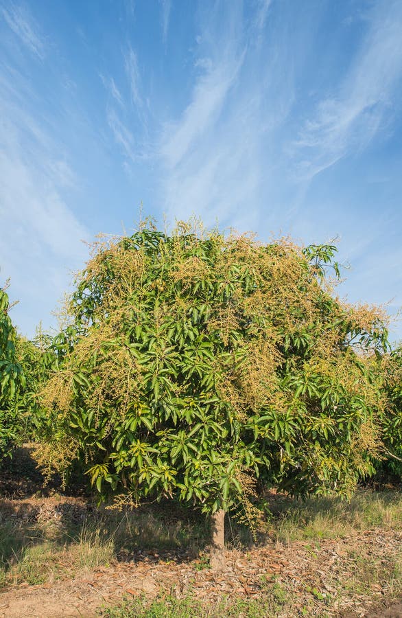 Mango Field, Mango Farm with Blue Sky Background. Agricultural Con ...
