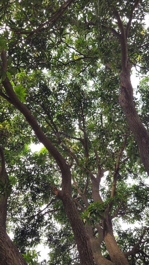 Mango Tree Mango with Leavis Stock Image - Image of home, imango: 275979327