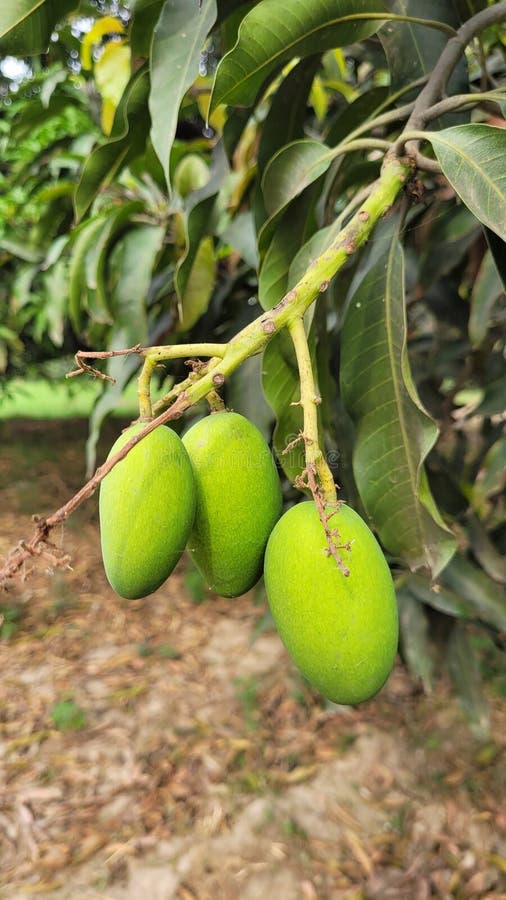 Mango Tree Mango with Leavis Stock Photo - Image of branch, yellow ...