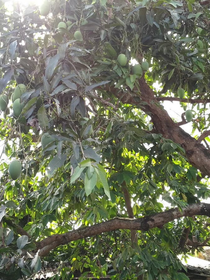 Mango Tree, Mango, Mangifera Indica , Plant Stock Image - Image of ...