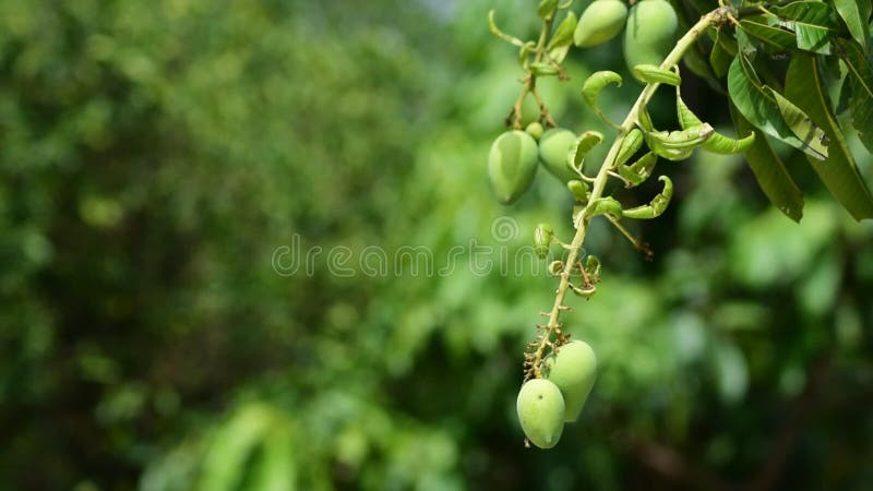 Mango tree. stock video. Video of season, food, plant - 279183217