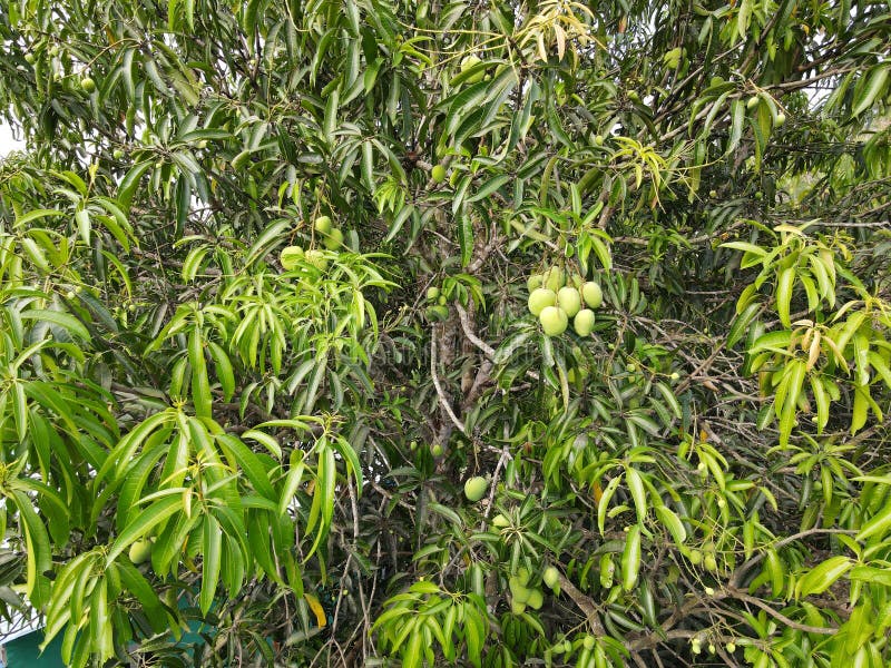 This is a mango tree stock photo. Image of people, srilanka - 251419068