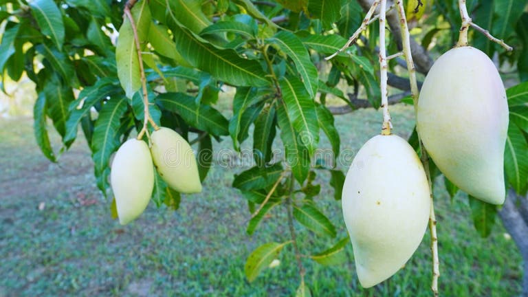 Mango tree stock photo. Image of food, home, flower - 267586066