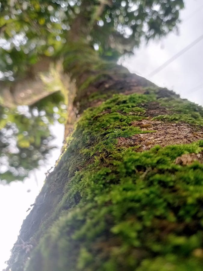Mango Tree in the Morning Day Stock Image - Image of tree, nature ...