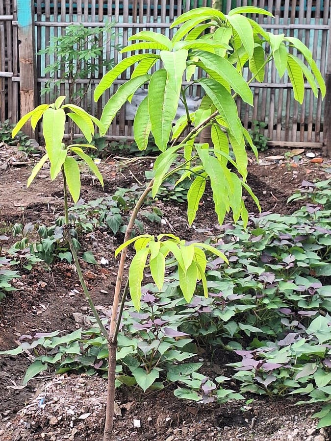 Mango tree morning day stock image. Image of morning - 325963679