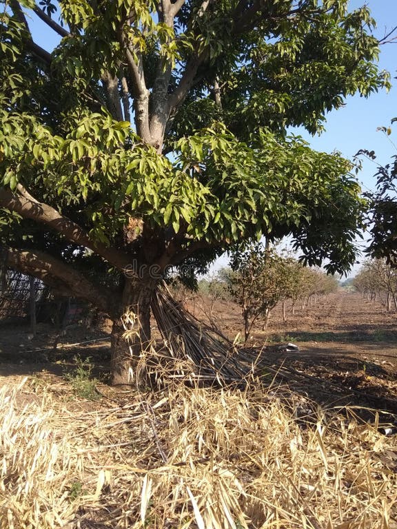 Mango tree stock photo. Image of beutiful, morning, mango - 108996208