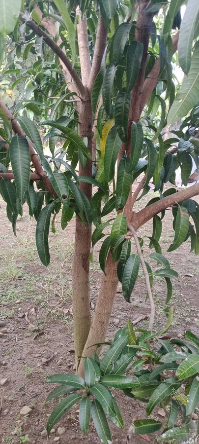 Mango Tree at My Auntie Garden Stock Image - Image of mango, fruit ...