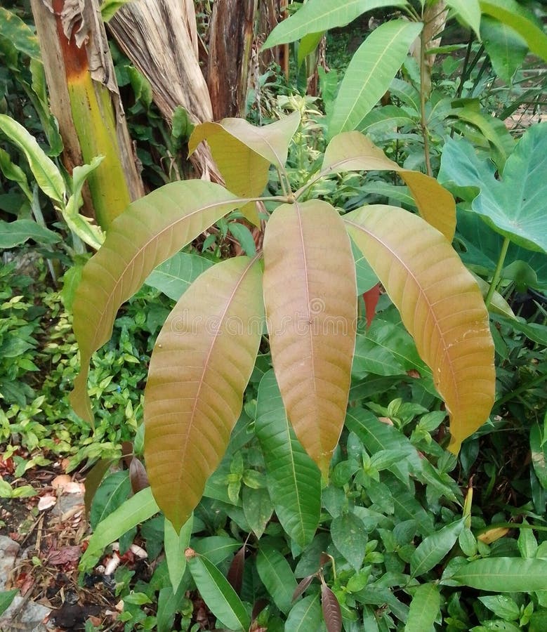 Mango Tree Natural of Beautiful Bangladesh Stock Photo - Image of bang ...