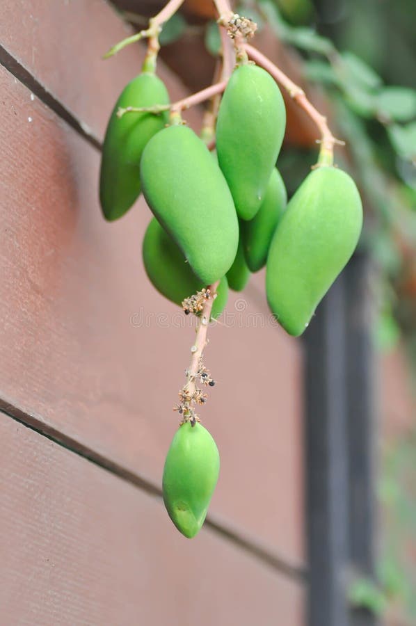 Mango or mango tree stock image. Image of growth, mango - 116815825