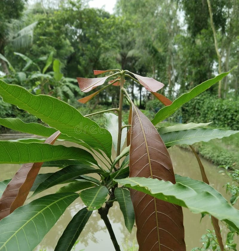 Mango tree stock photo. Image of nearby, forest, poon - 338470888