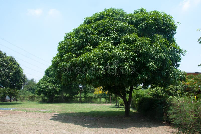 Mango tree stock photo. Image of oriental, organic, agriculture - 66011624