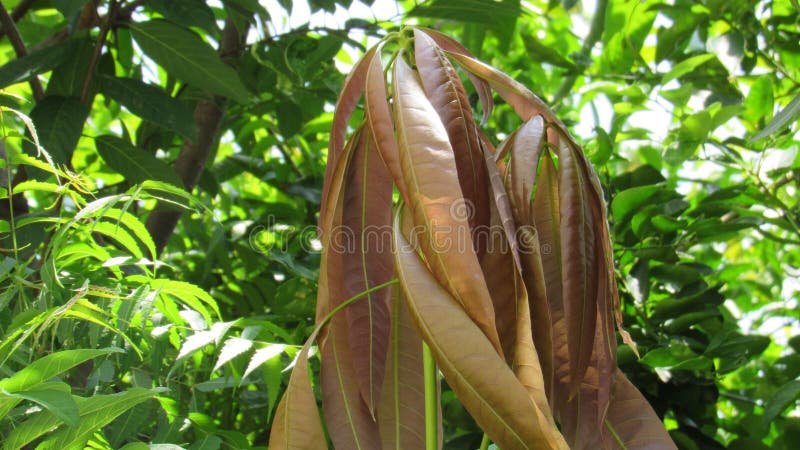 Mango Tree New Leaves stock image. Image of self, garden - 99452633