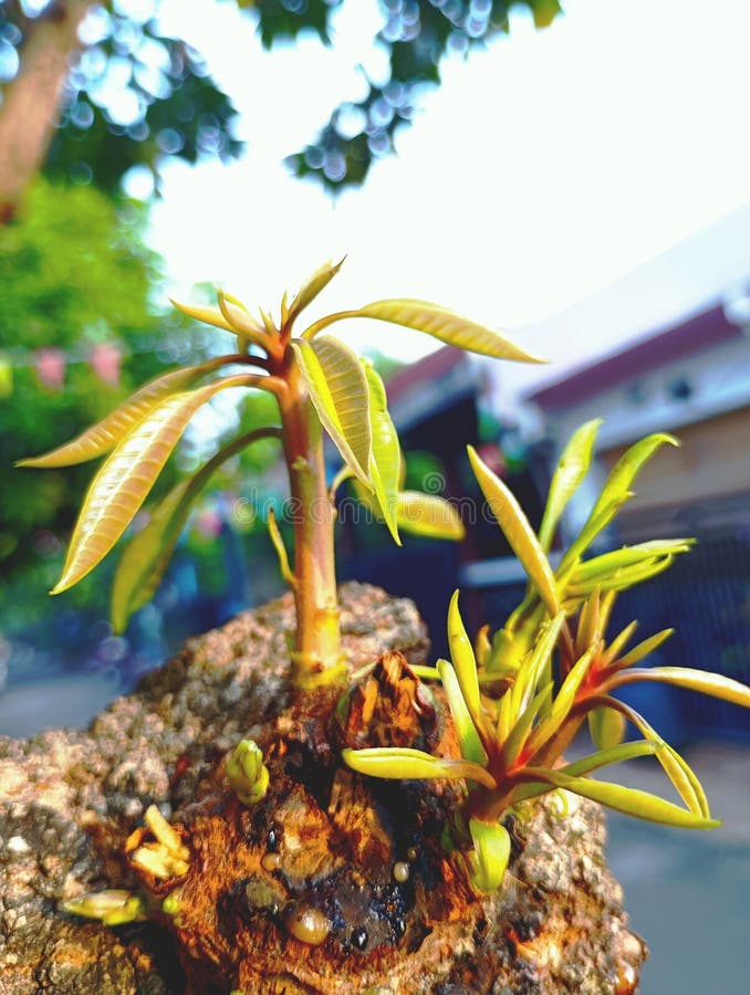 Mango Tree with New Shoots Beauty Stock Photo - Image of tree, shoots ...