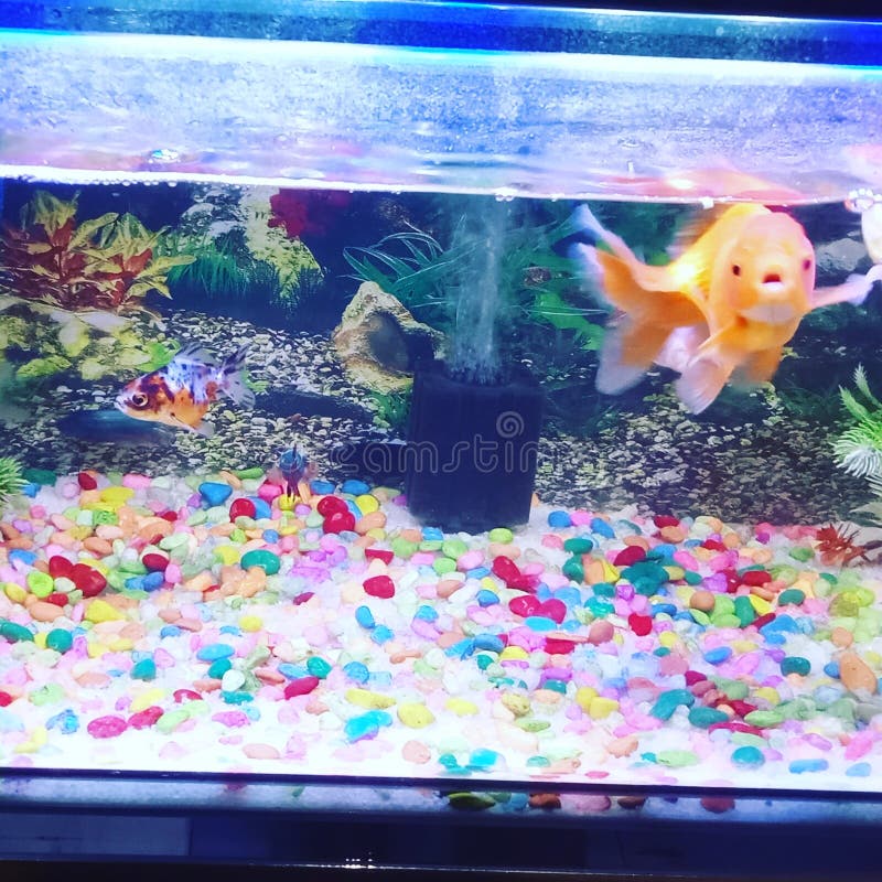 Mango tree at night stock image. Image of aquarium, coral - 261618315