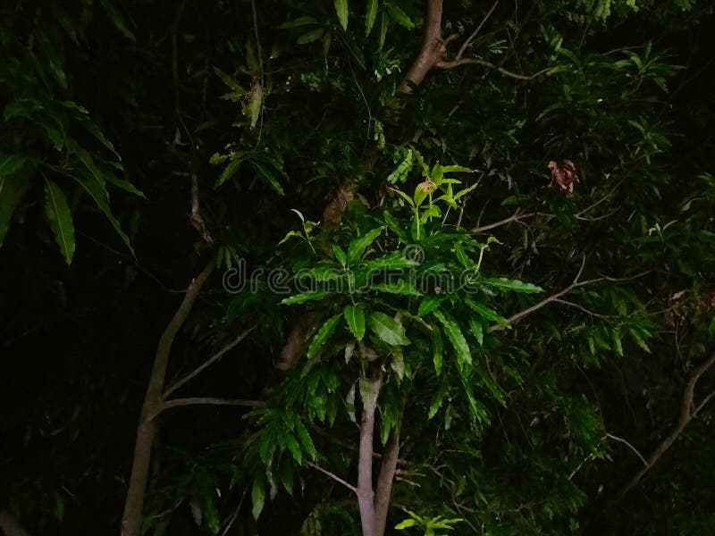 Mango Tree in Night. a Young and Medium-sized Mango Tree in Front of ...