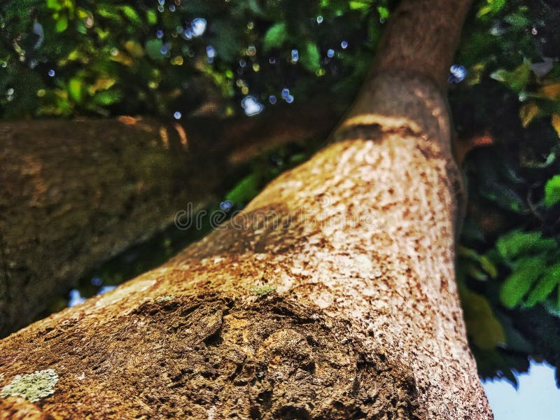 The Mango Tree is Old and Covered in Moss. Photo Shoot in the Morning ...