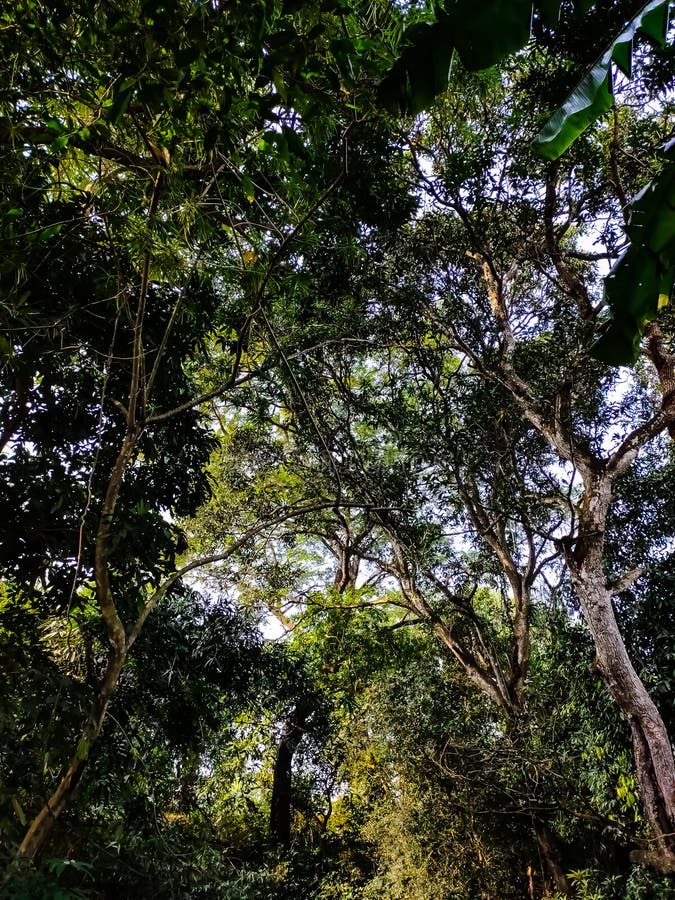 Mango Tree and Other Species Plant Forest Low Angle Shot in the Day ...