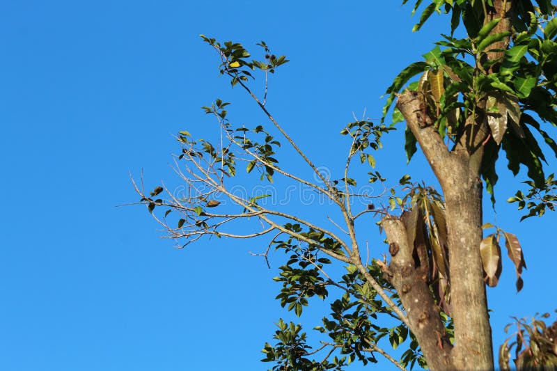 Mango Tree, Part of the Trunk Cut Down Stock Photo - Image of forest ...