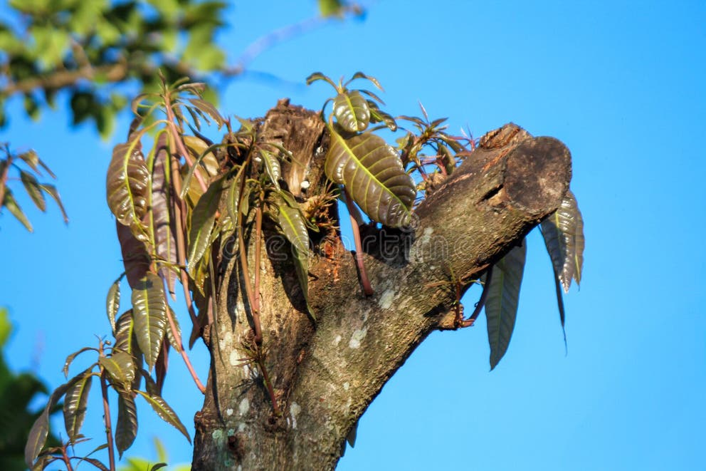 Mango Tree, Part of the Trunk Cut Down Stock Image - Image of jungle ...