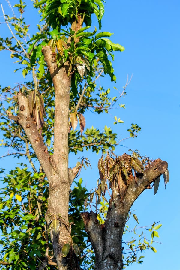 Mango Tree, Part of the Trunk Cut Down Stock Image - Image of ...