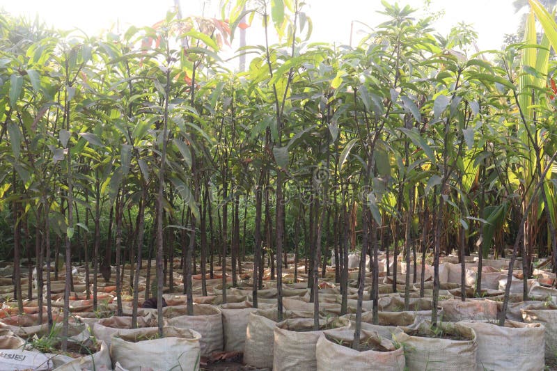 Maya Farming Stock Photos - Free & Royalty-Free Stock Photos from ...