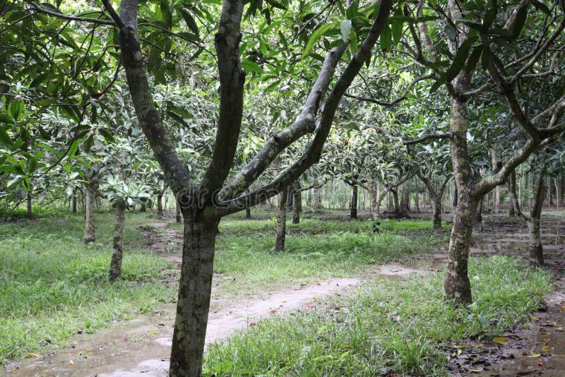 A mango tree plant on farm stock photo. Image of work - 263883664