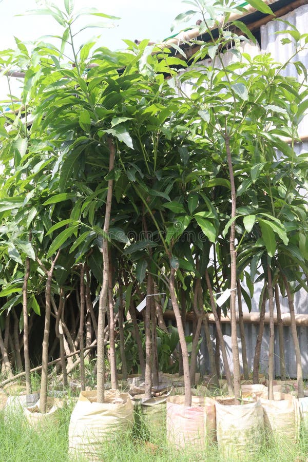 Mango tree plant on farm stock image. Image of green - 326055231