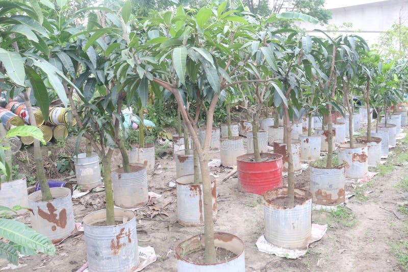 Mango tree plant on farm stock image. Image of bunch - 339425925