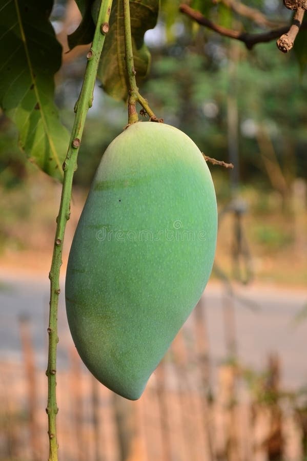 Mango on the tree stock image. Image of spring, food - 30240279