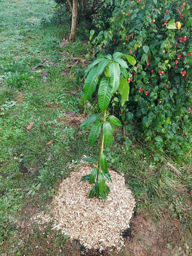 Mango Tree Planted in the Garden. Planting Young Mango with Mulching ...