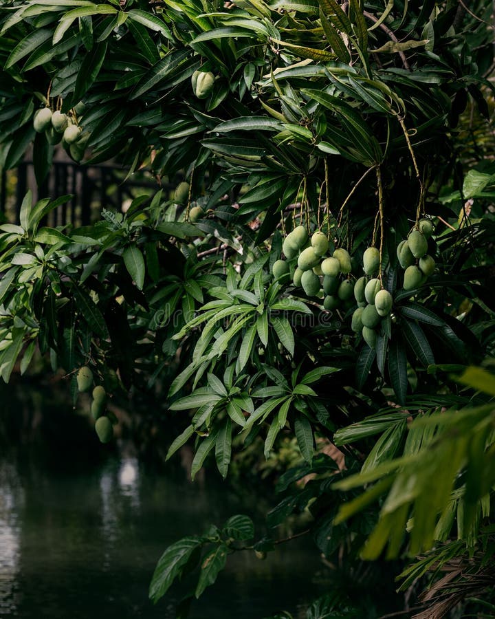 221 Mango Tree Caribbean Stock Photos - Free & Royalty-Free Stock ...