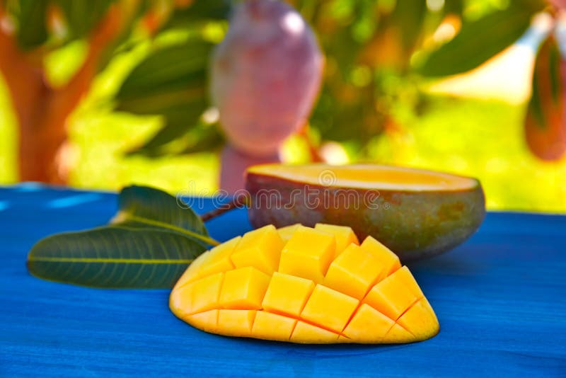 Mango Tree with Prepared Mango Fruit Stock Photo - Image of agriculture ...